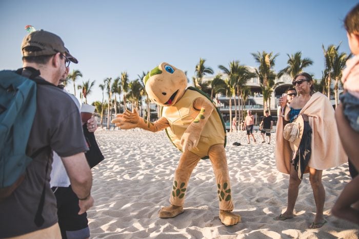 Share the excitement with RIU and witness the release of sea turtles in ...