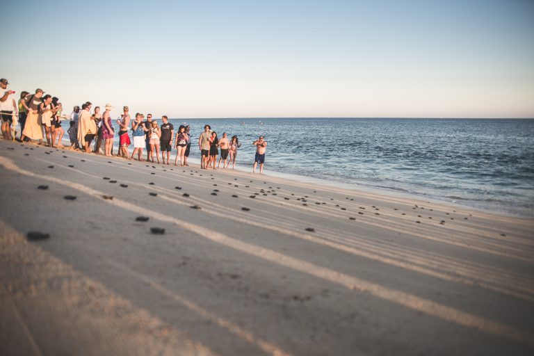 Share the excitement with RIU and witness the release of sea turtles in ...