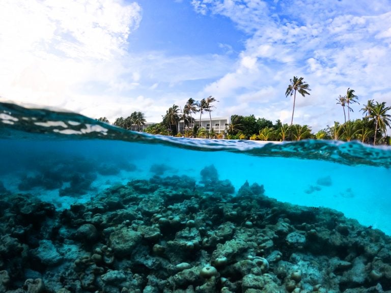 RIU presents its Blue Reef Reforest project | RIU.com Blog